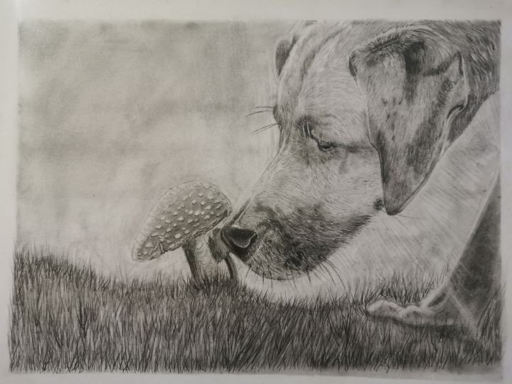 Pooch and Schroom - Art By Steve Batty - Drawings & Illustration ...