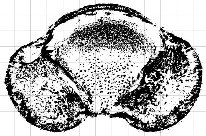 Picea spruce tree pollen grain - Stamps for palaeoecology - Drawings ...
