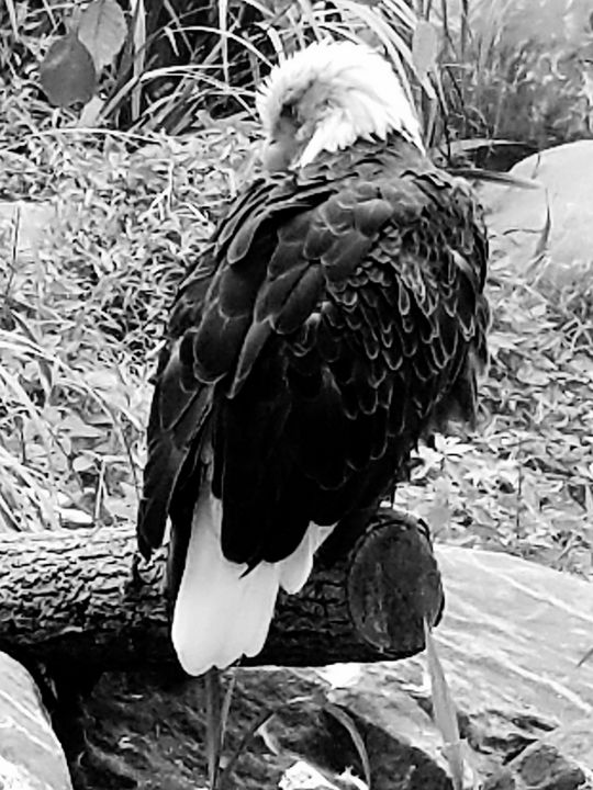 Flustered - Desired Designs - Photography, Animals, Birds, & Fish ...