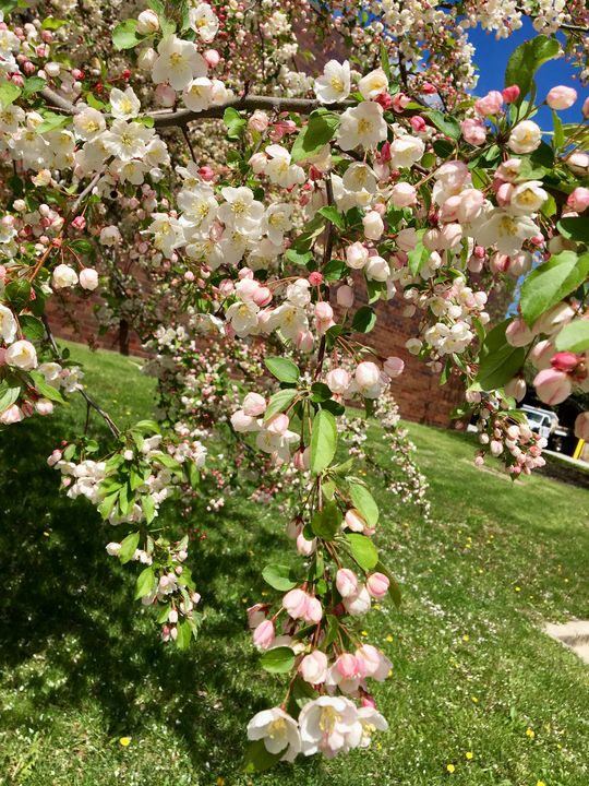 Pink & White Flower Tree - AestheticMindArt - Photography, Landscapes ...