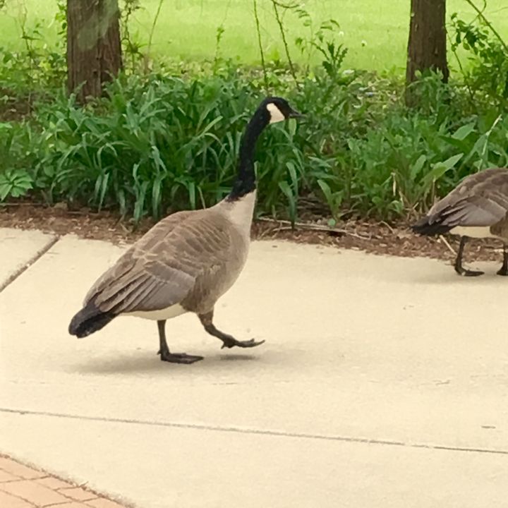 Canadian Geese Waddling - AestheticMindArt - Photography, Animals ...