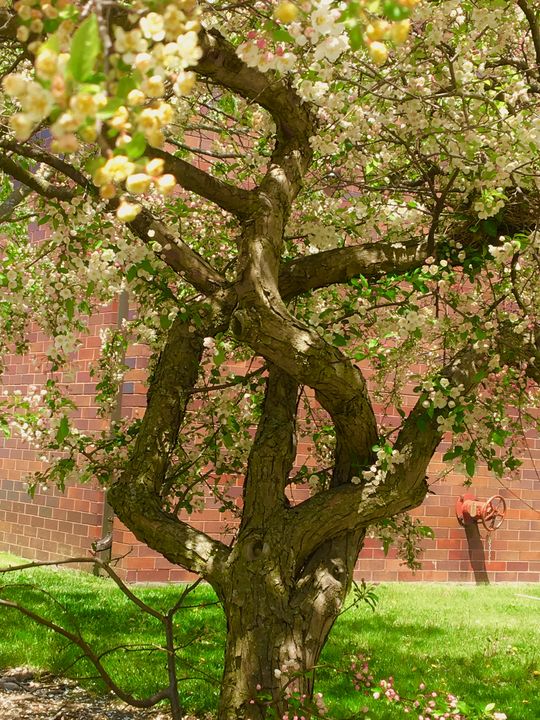 Unique Flower Tree - AestheticMindArt - Photography, Landscapes ...