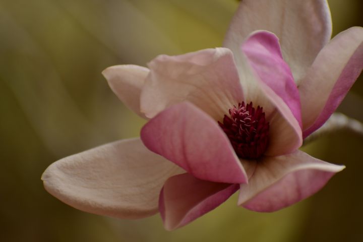 June magnolia in spring - Serenity Mitchell - Photography, Flowers ...