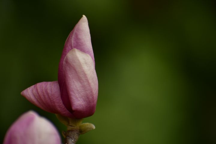 Closed pink June magnolia - Serenity Mitchell - Photography, Flowers ...
