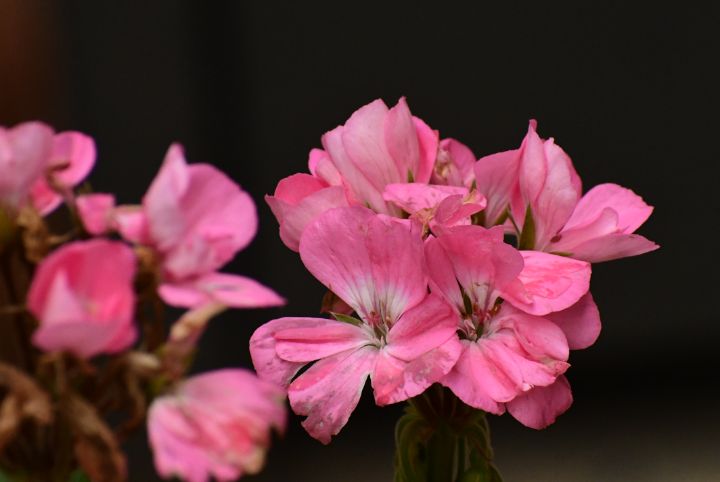 Fading spring pink. - Serenity Mitchell - Photography, Flowers, Plants ...