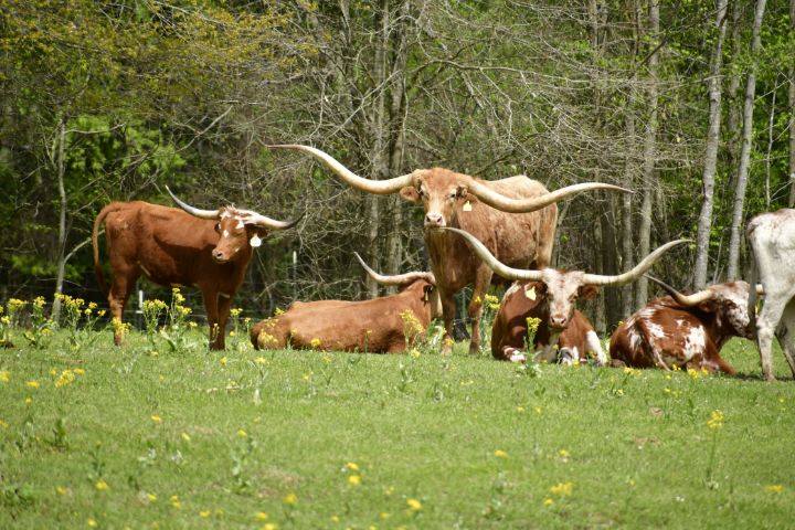 Longhorns in spring - Serenity Mitchell - Photography, Animals, Birds ...