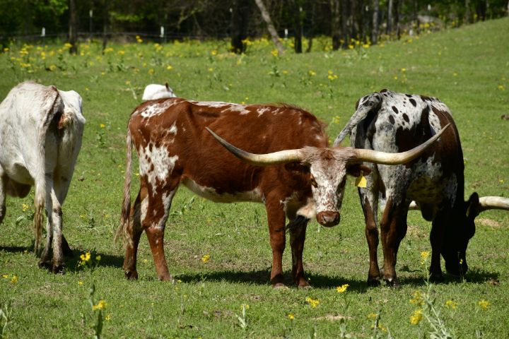 Grazing longhorns - Serenity Mitchell - Photography, Animals, Birds ...