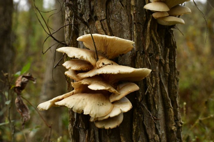 mushrooms growing on a tree. - Serenity Mitchell - Photography ...