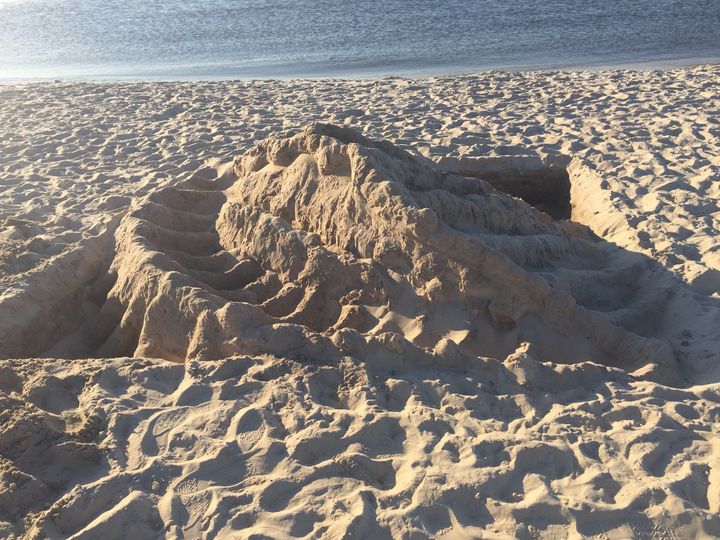 Sand Creature - Hannah's Paintings and Photography - Photography ...