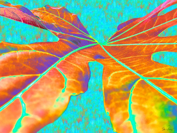 Fall Philodendron - IndiVISUAL ARTography - Photography, Flowers ...