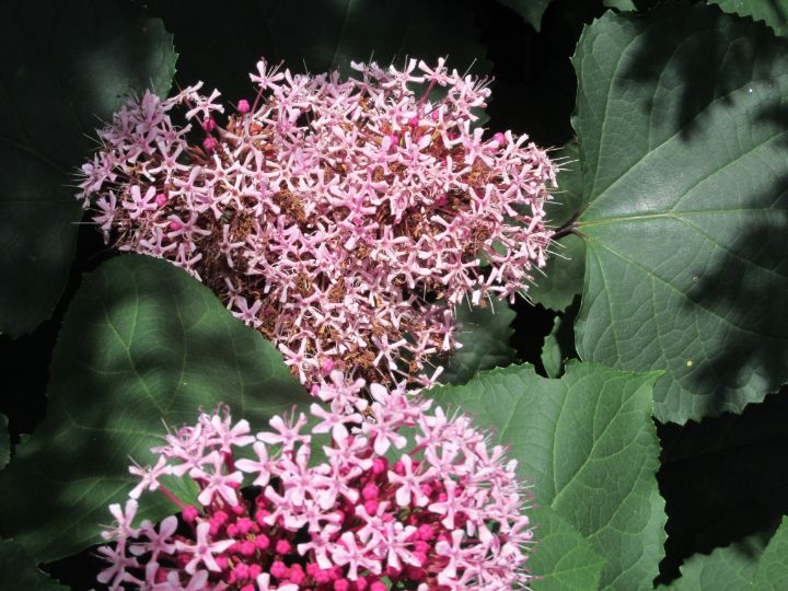 Obsidinal - Photography