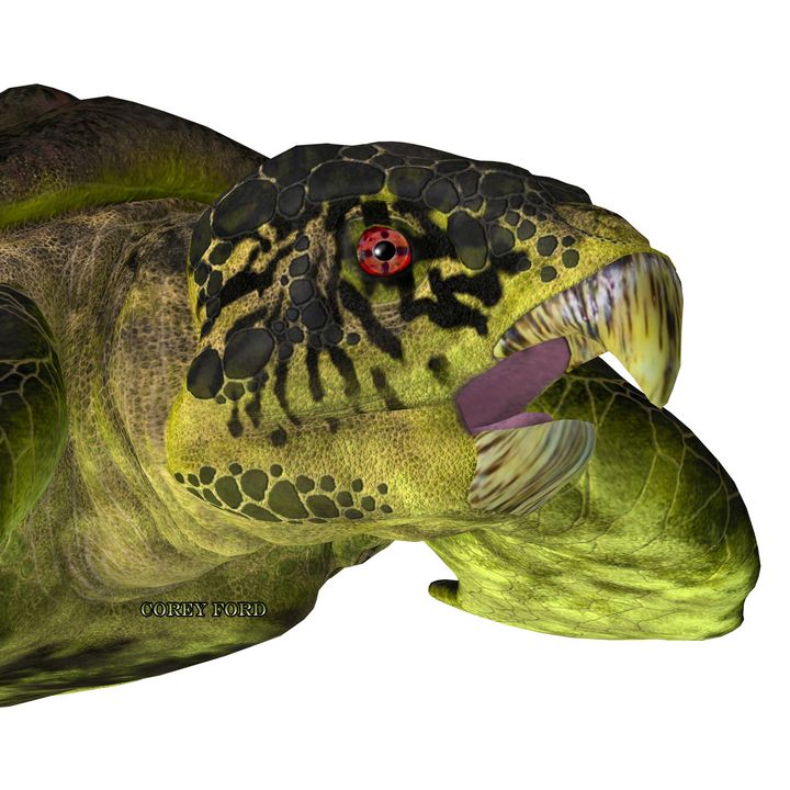 Archelon Turtle Head - Corey Ford Gallery LLC - Paintings & Prints ...