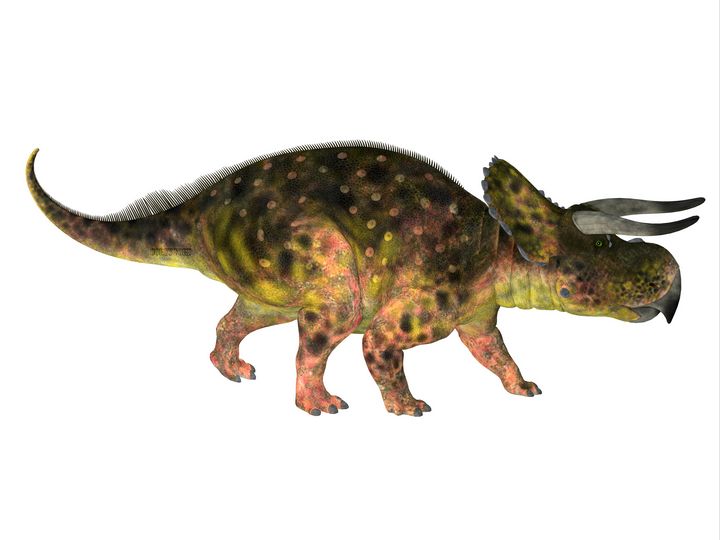 Nasutoceratops Dinosaur Side Profile - Corey Ford Gallery LLC ...