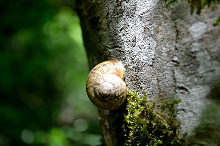 Snail portrait - Daria Daisies - Photography, Landscapes & Nature ...