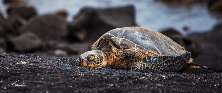Nap Time on the Beach - Tim Bird Photography - Photography, Animals ...