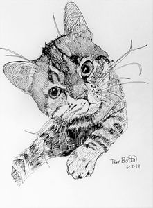 Sleeping Tabby - Tim Botta - Drawings & Illustration, Animals, Birds ...