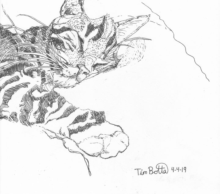 Sleeping Tabby - Tim Botta - Drawings & Illustration, Animals, Birds ...