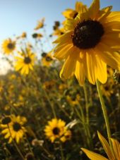 Super G - Paintings & Prints