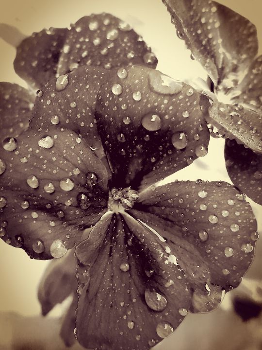 Asmaa Sabry Art - Photography, Paintings & Prints