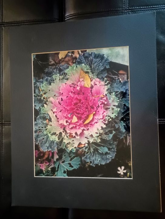 "Cabbage of Cosmic Compassion" - Essence Of Harmony Holistic Services ...
