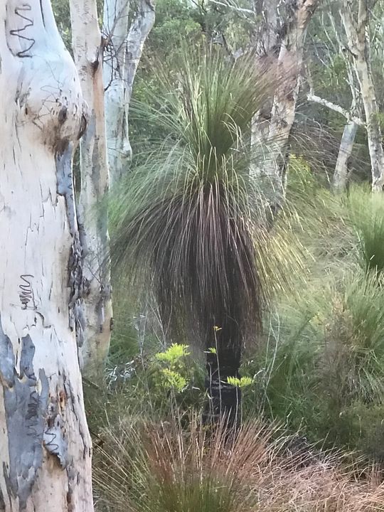 Grass Tree on Moreton Island - Julia's Watermarks - Photography ...