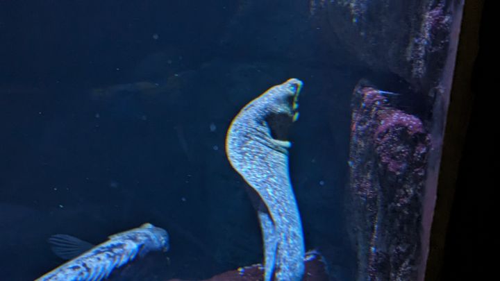 Slinky eel - AJ's Animals - Photography, Animals, Birds, & Fish ...