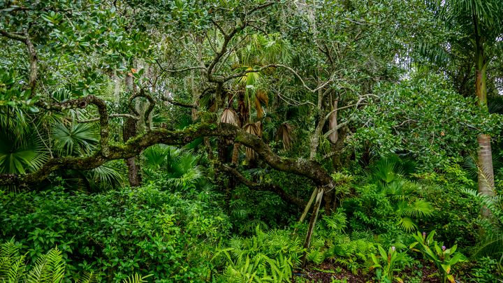 Oak Limbs 1 - ccgrin - Photography, Flowers, Plants, & Trees, Trees ...
