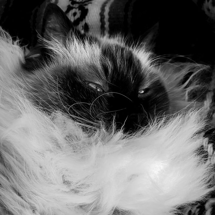 Floof Face 1 Black n White - ccgrin - Photography, Animals, Birds ...