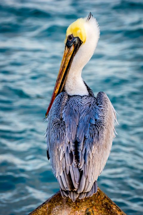 Eastern Brown Pelican 1 - ccgrin - Photography, Animals, Birds, & Fish ...