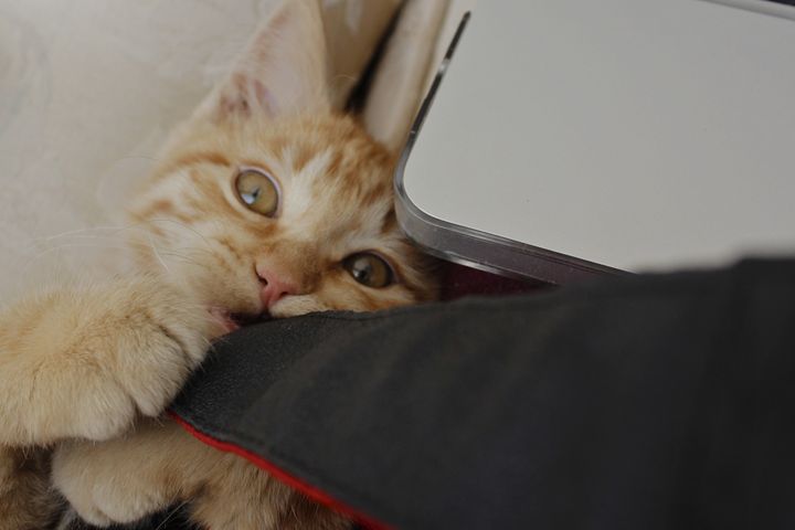 Cat biting camera strap - Eréndira Hernández - Photography, Animals ...