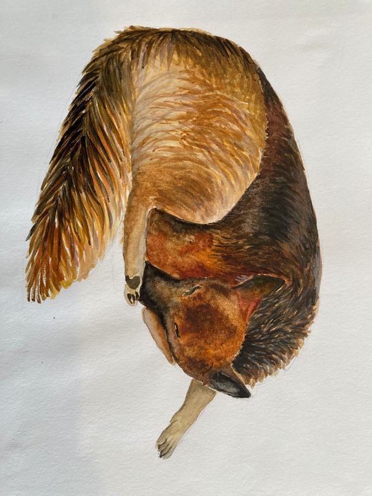 Sleeping Sophie - Emma Viner - Paintings & Prints, Animals, Birds ...