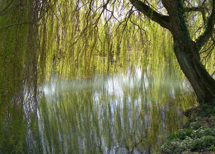 Willow Reflections - Robert Harris - Photography, Landscapes & Nature ...