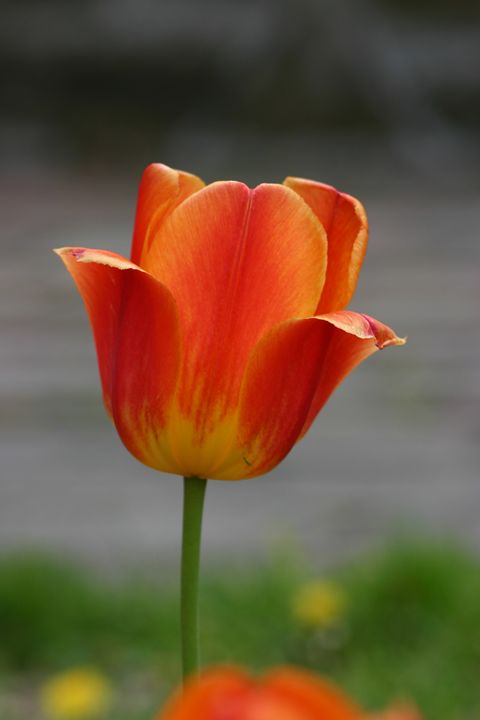 Tulip Collection Photo 6 - Rusty's Photography Art - Photography ...