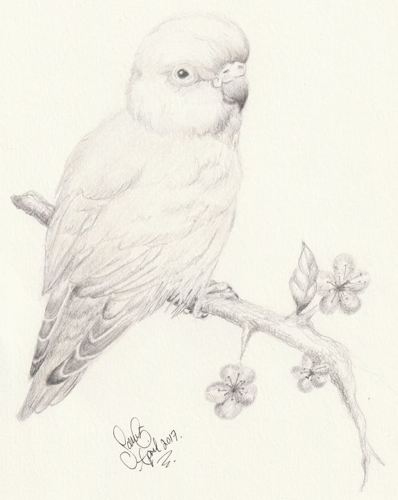Parakeet - The Ideal Illustrator - Drawings & Illustration, Animals ...
