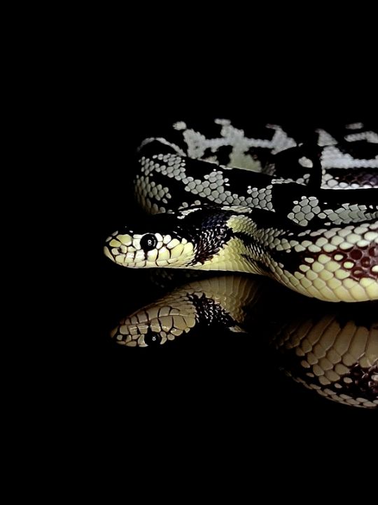 "Mirror under the surface" - Calypso - Photography, Animals, Birds ...