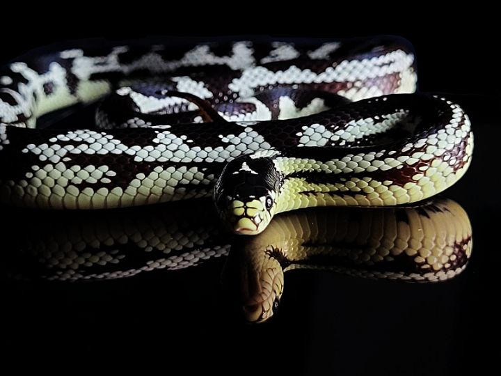 "A mirror to the soul" - Calypso - Photography, Animals, Birds, & Fish ...