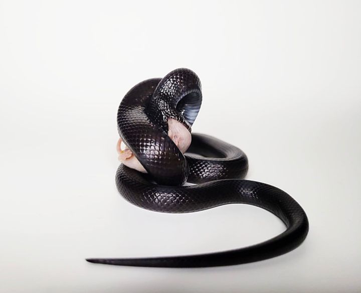 "Unrelenting" - Calypso - Photography, Animals, Birds, & Fish, Reptiles ...