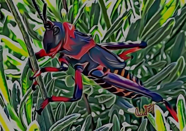 Red and Black South African locust - AcidZil - Paintings & Prints ...