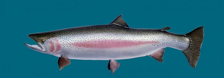 Fish - GR PICTURES - Photography, Animals, Birds, & Fish, Aquatic Life ...