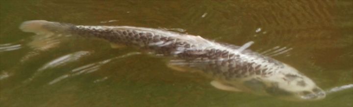 Fish - GR PICTURES - Photography, Animals, Birds, & Fish, Aquatic Life ...