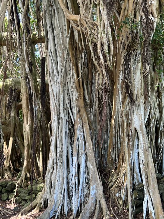 Awaken the Forest - Stephanie Highkin - Photography, Flowers, Plants ...