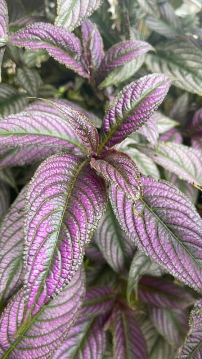 Nature iridescence - Osei Design - Photography, Flowers, Plants ...