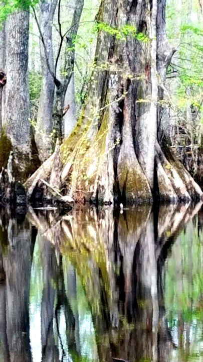 Mirrored Tree - 99Tamagotchi - Photography, Flowers, Plants, & Trees ...