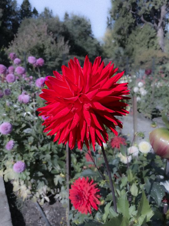 Aesthetic Flower Red - Aesthetic Flowers - Photography, Landscapes ...