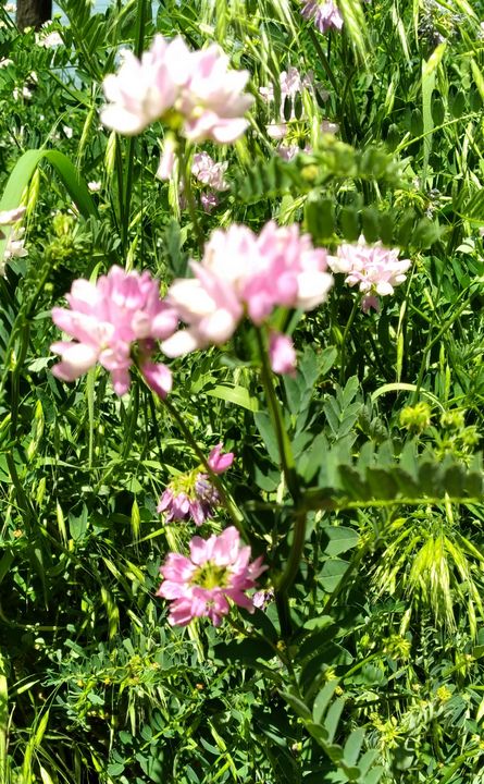 Flowers - Hallie's art - Photography, Flowers, Plants, & Trees, Flowers ...
