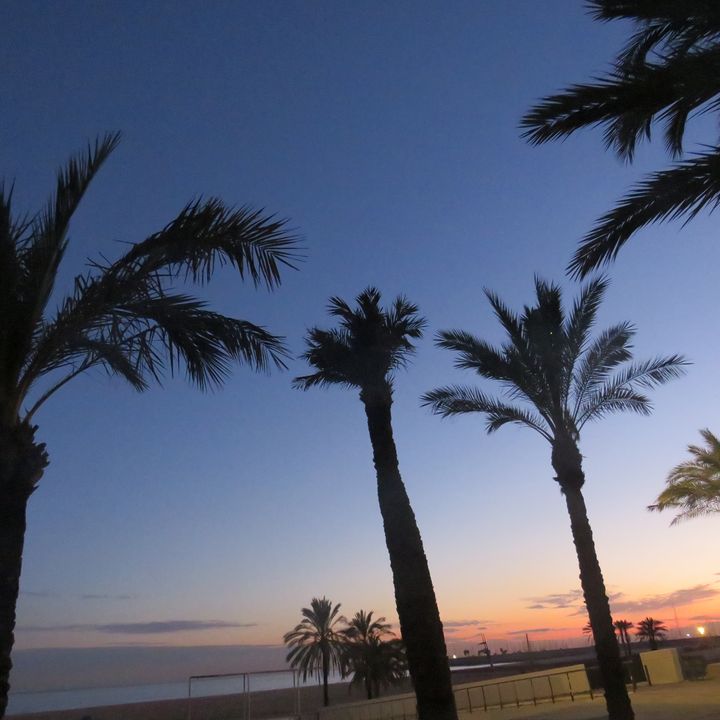 palms? - Aria - Photography, Entertainment, Other Entertainment - ArtPal