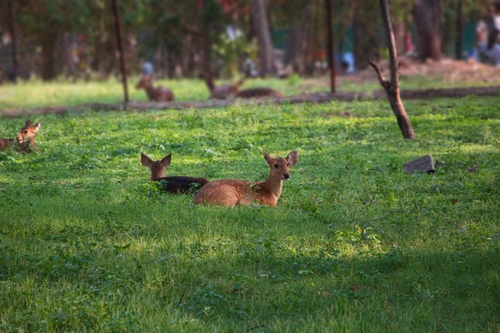 Tranquil Moment - A Deer's Repose - Riz - Photography, Animals, Birds ...
