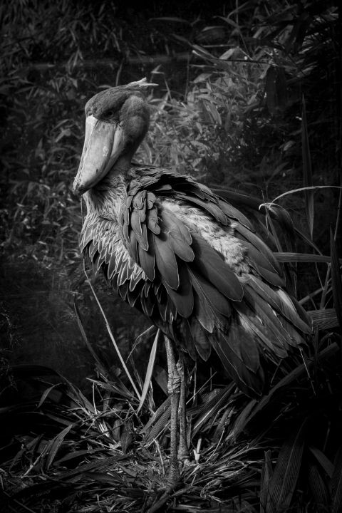 Shoebill in black and white - DerDobbygraf - Photography, Animals ...