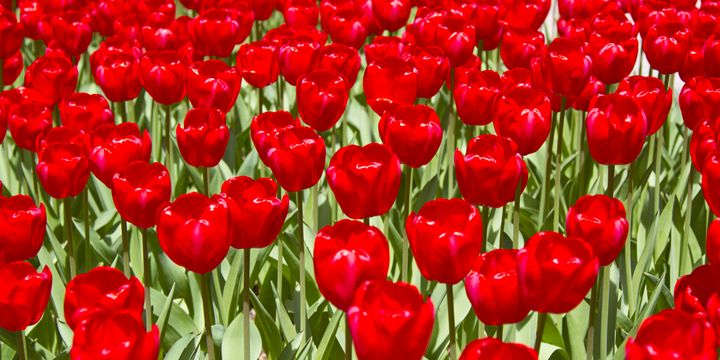 Red Tulip Flowers in the Spring outs - Elite Image Photography ...