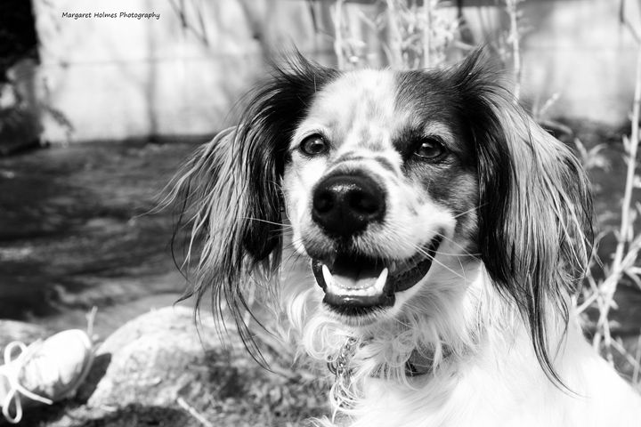Opal Pal - Fly High Photography - Photography, Animals, Birds, & Fish ...
